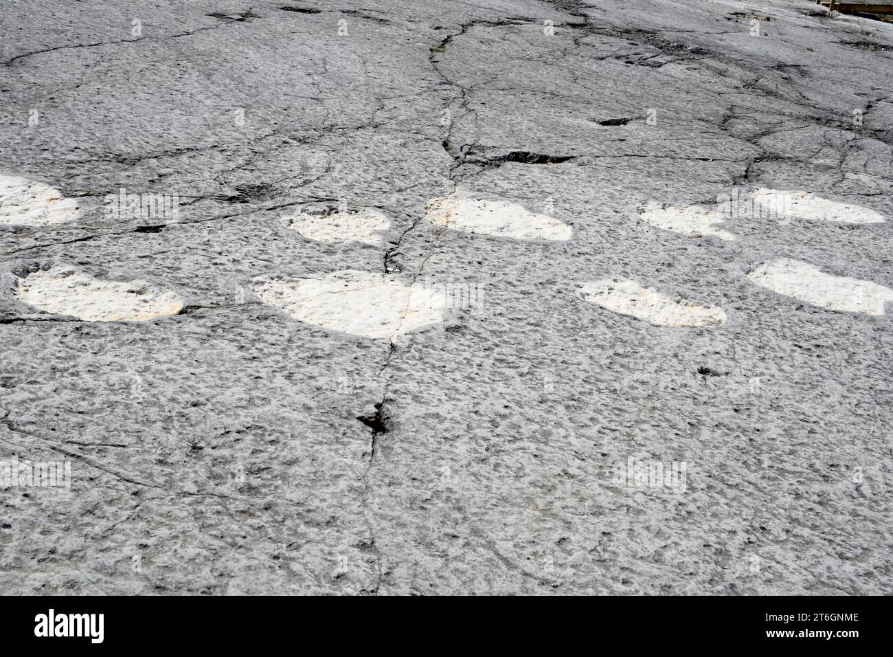 Sauropoda dinosaurs hi-res stock photography and images - Alamy