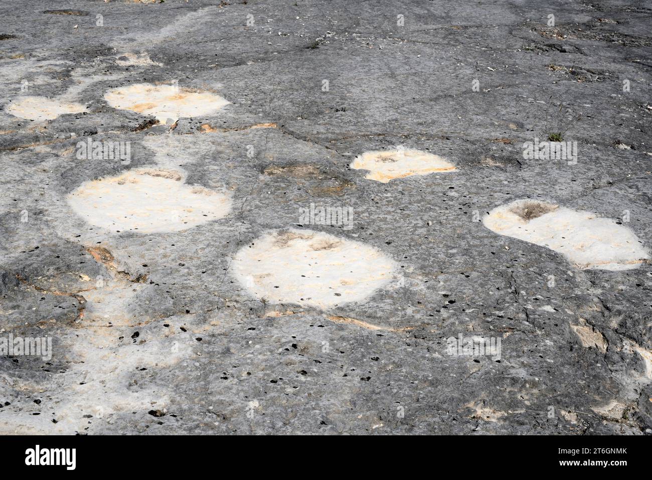 Sauropod dinosaur ichnites (footprints) from Middle Jurassic, 168 Ma ...