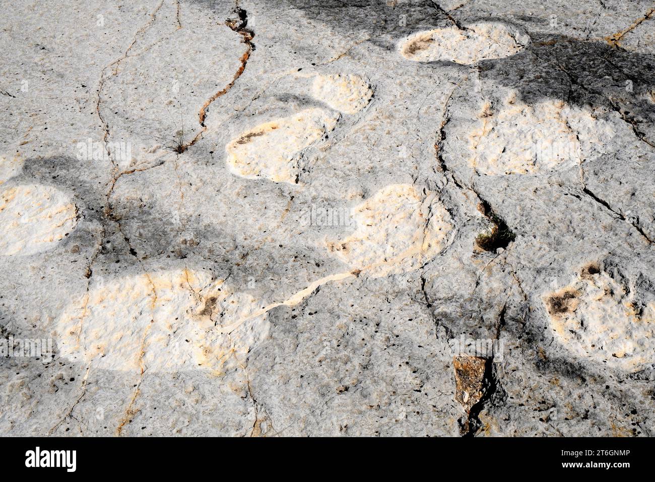 Sauropod dinosaur ichnites (footprints) from Middle Jurassic, 168 Ma ...