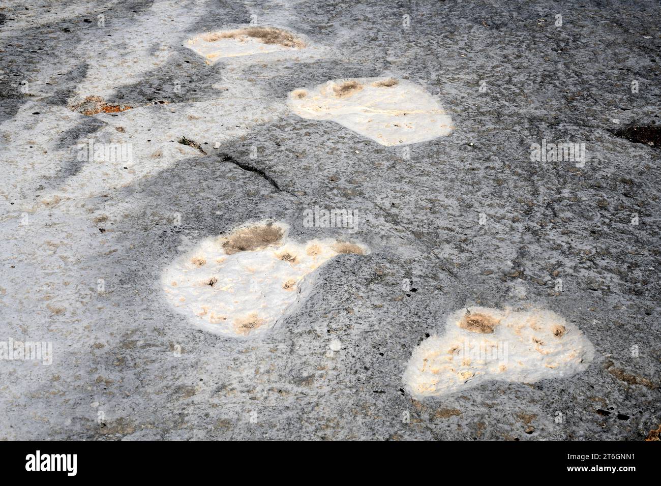 Sauropod dinosaur ichnites (footprints) from Middle Jurassic, 168 Ma ...