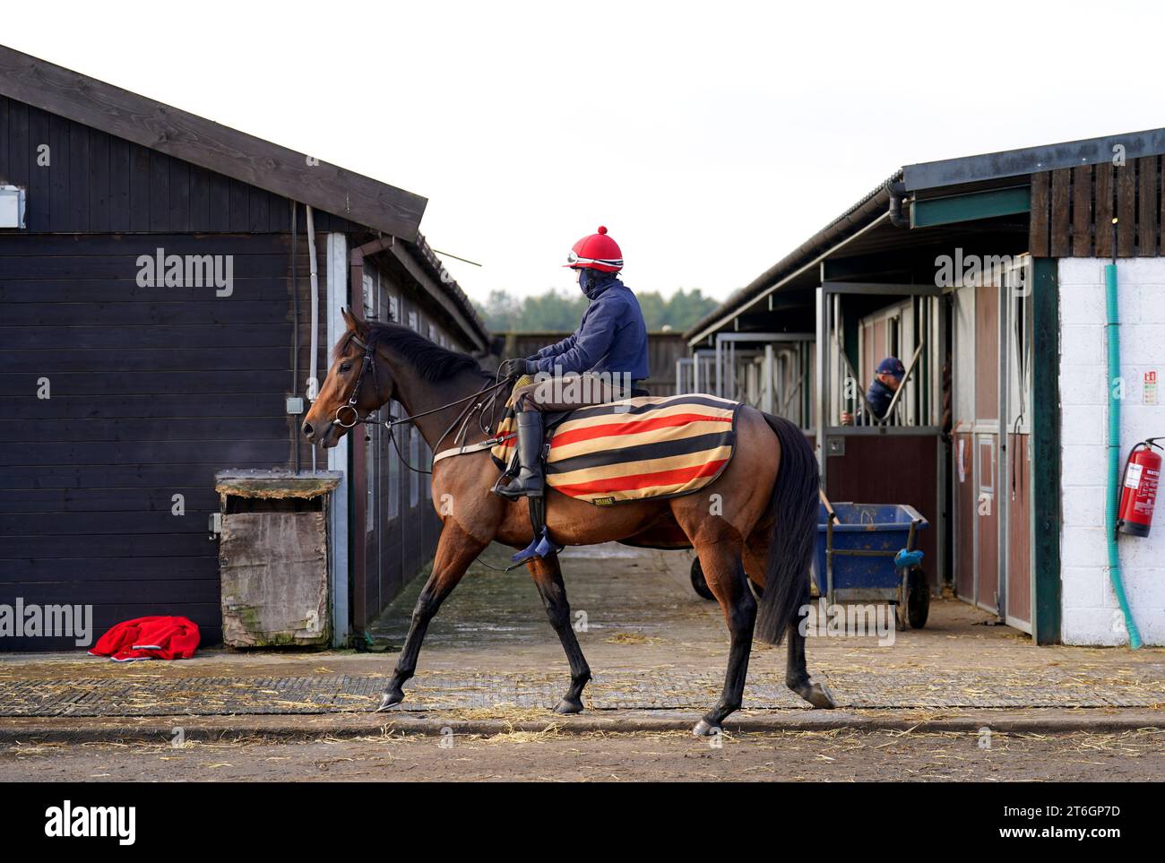 A horse during a visit to Mick Appleby Racing & Breeding Ltd at The ...
