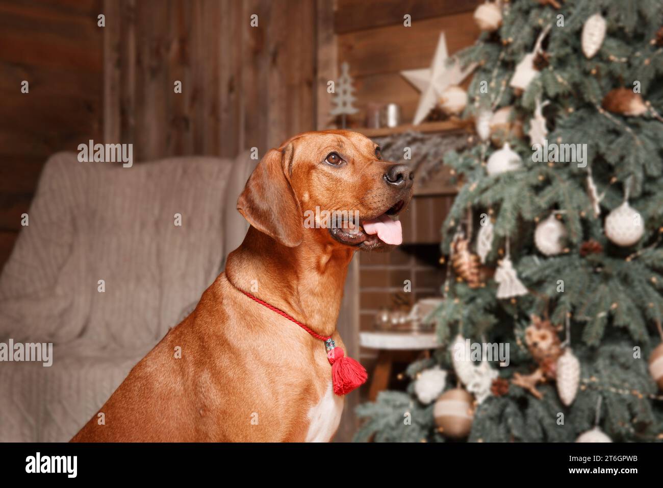 Rhodesian Ridgeback dog, holiday, New Year, interior, christmas Stock ...