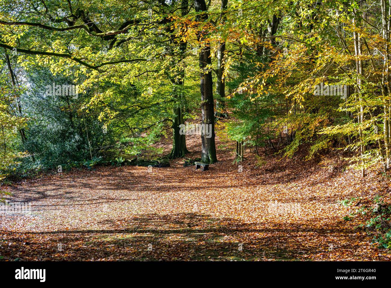 Autumn colours on the trees and leaves on walks around the Chorley area ...