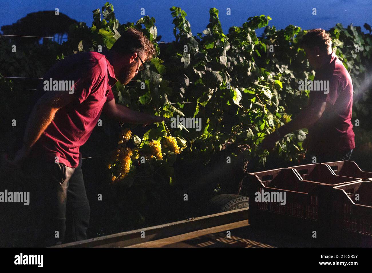 Italy, Campania, Caserta, Cellole, Azienda Vitivinicola Villa Matilde ...