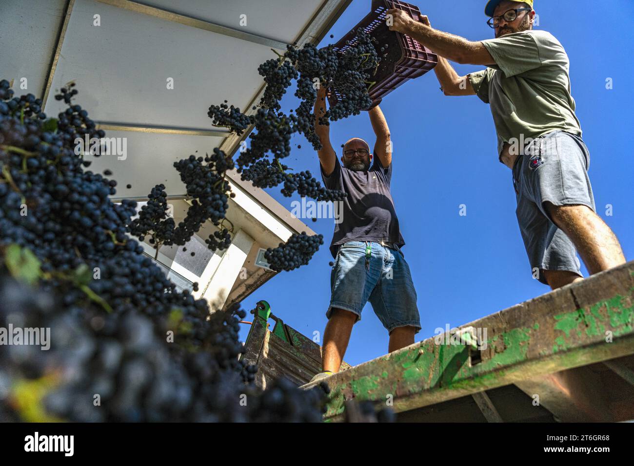 Italy, Campania, Caserta, Cellole, Azienda Vitivinicola Villa Matilde ...