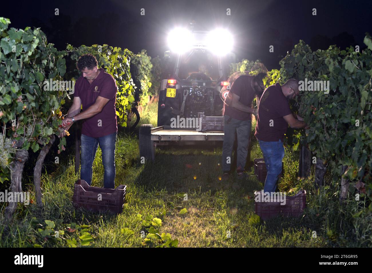 Italy, Campania, Caserta, Cellole, Azienda Vitivinicola Villa Matilde ...