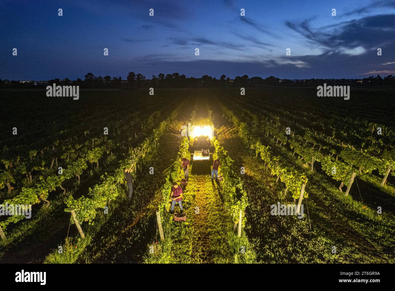 Italy, Campania, Caserta, Cellole, Azienda Vitivinicola Villa Matilde ...