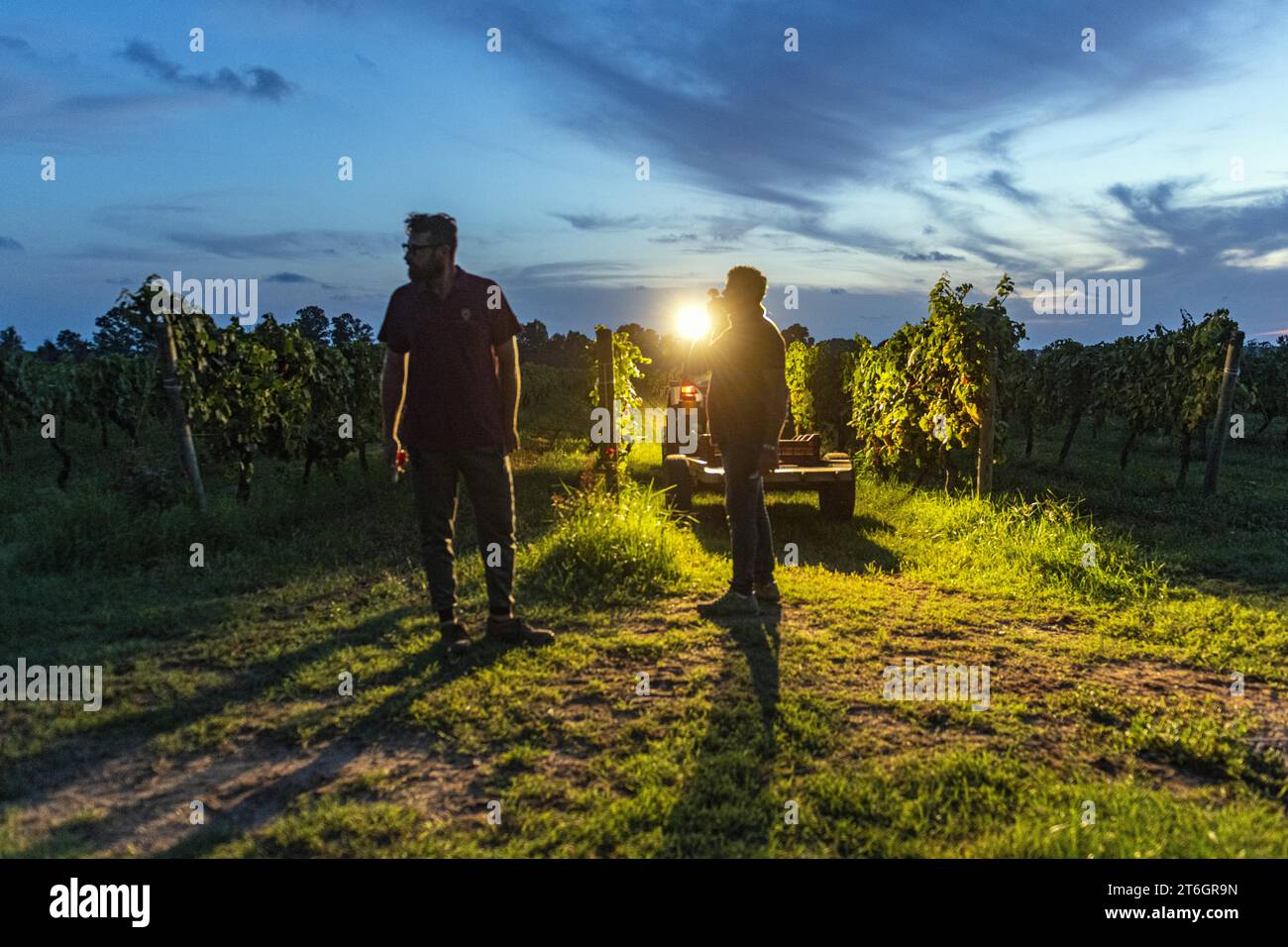 Italy, Campania, Caserta, Cellole, Azienda Vitivinicola Villa Matilde ...