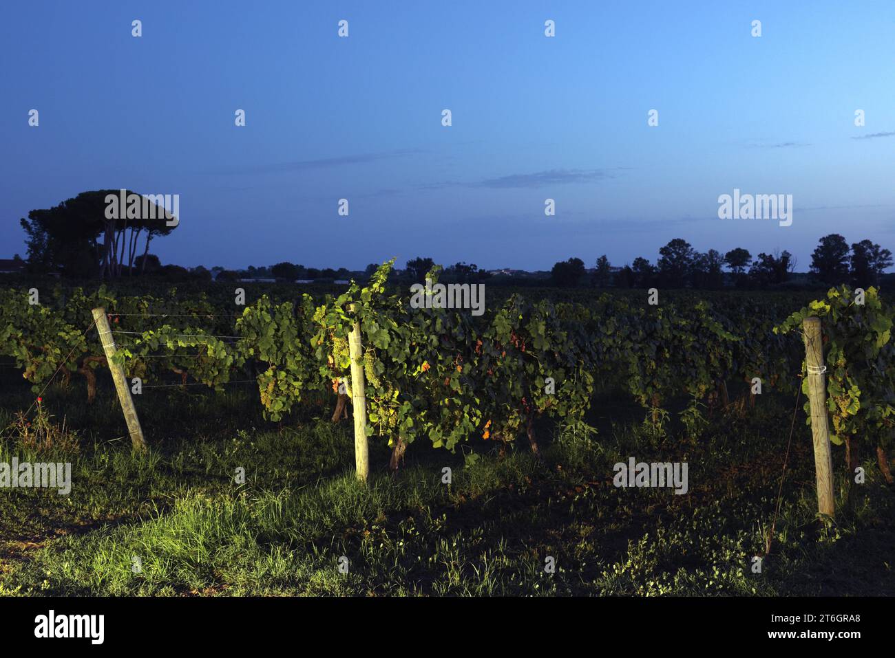 Italy, Campania, Caserta, Cellole, Azienda Vitivinicola Villa Matilde ...