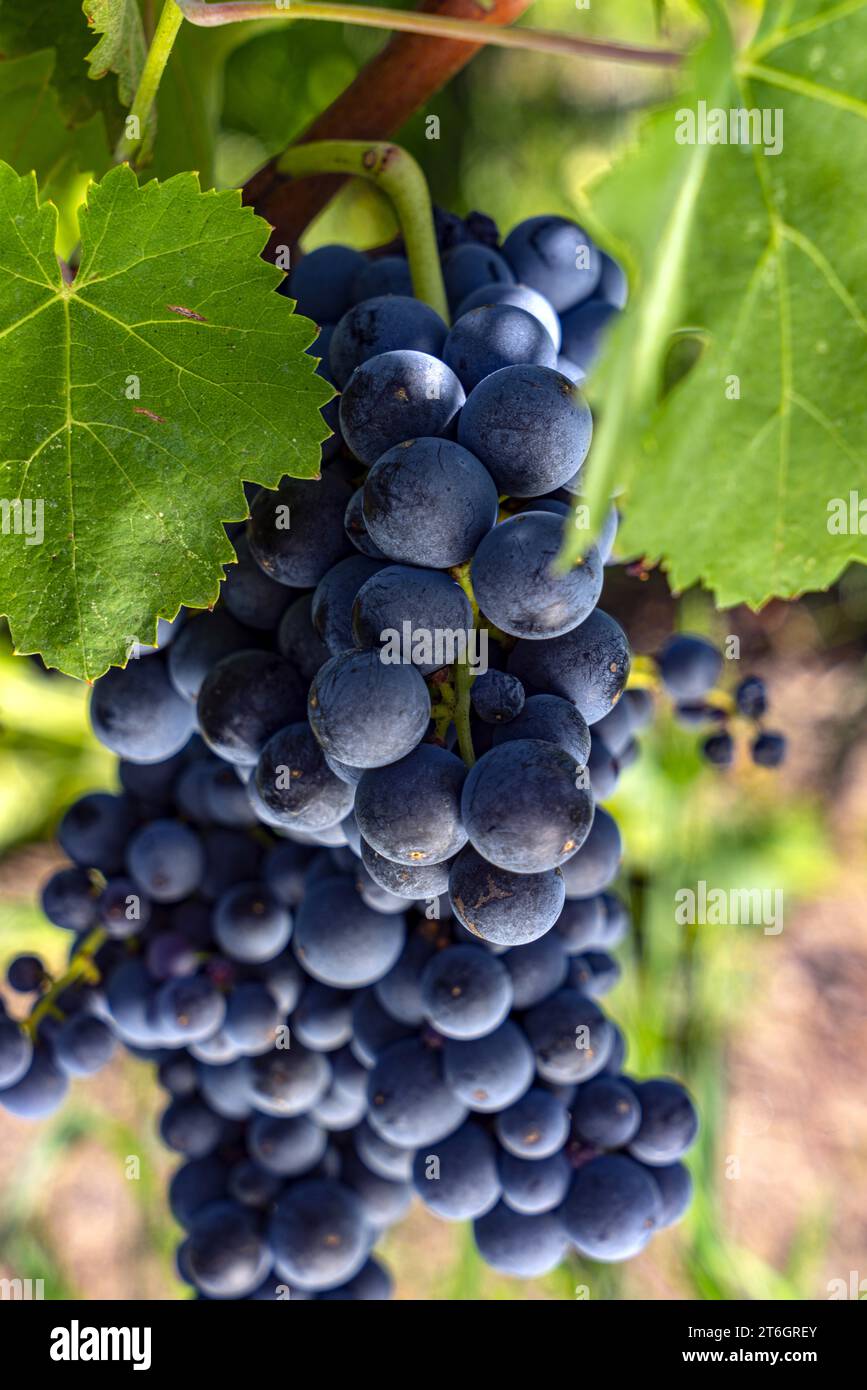 Italy, Campania, Caserta, Cellole, Azienda Vitivinicola Villa Matilde ...