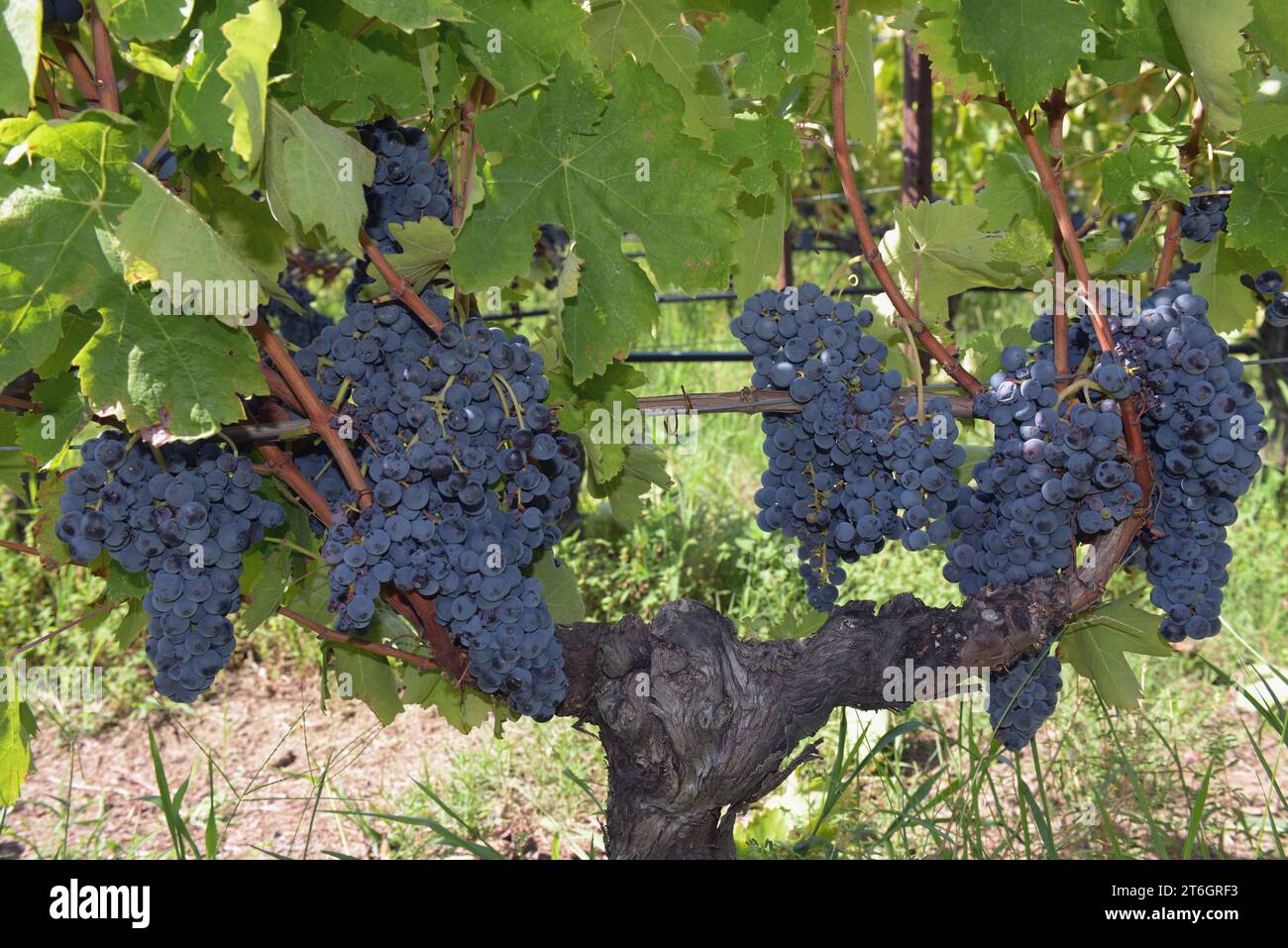 Italy, Campania, Caserta, Cellole, Azienda Vitivinicola Villa Matilde ...