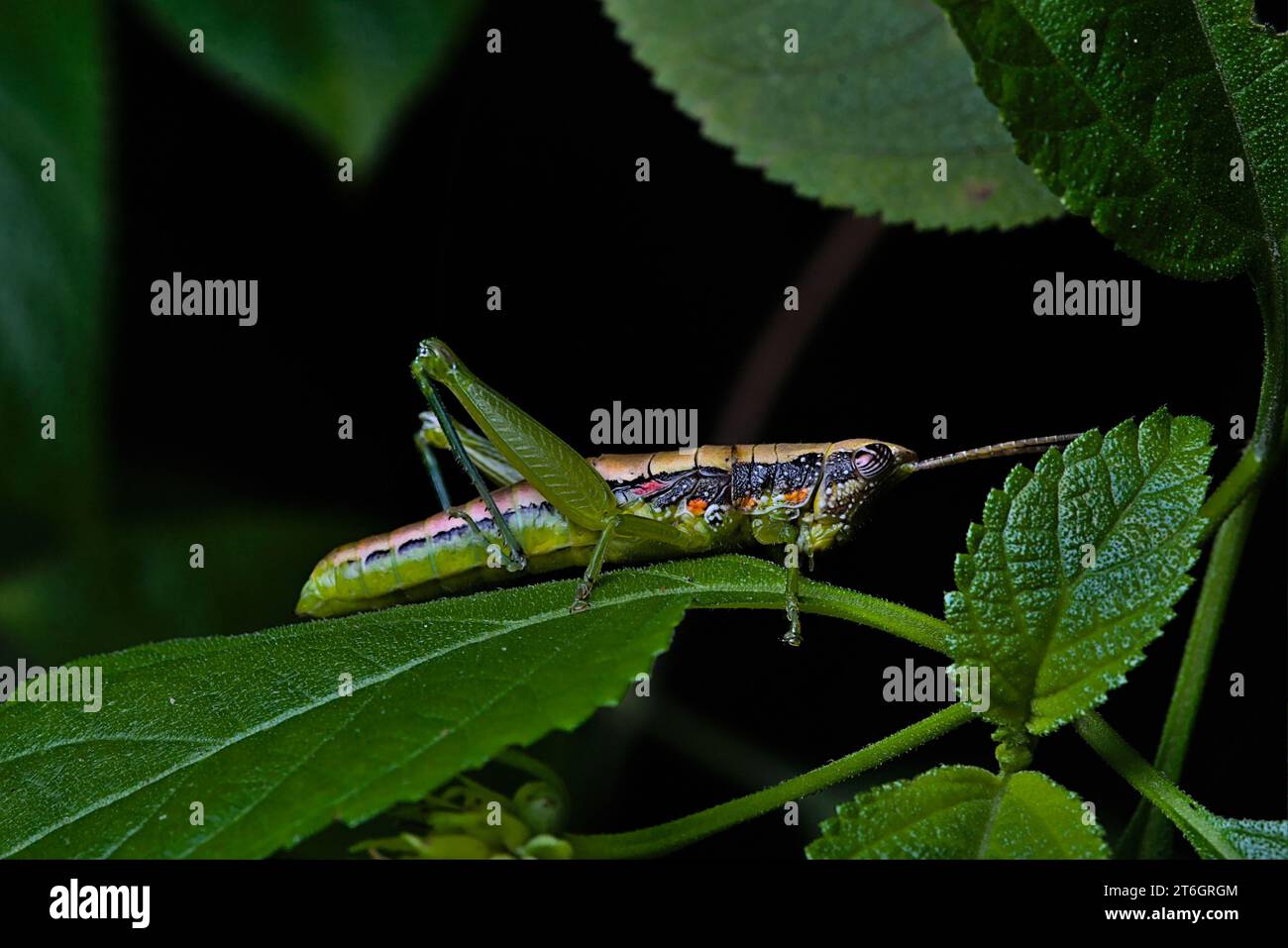 closeup picture of grasshopper in a tree branch Stock Photo - Alamy