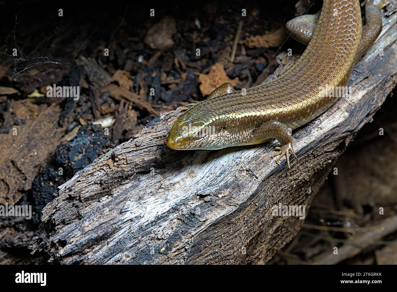 close up picture of garden skink in wild Stock Photo - Alamy