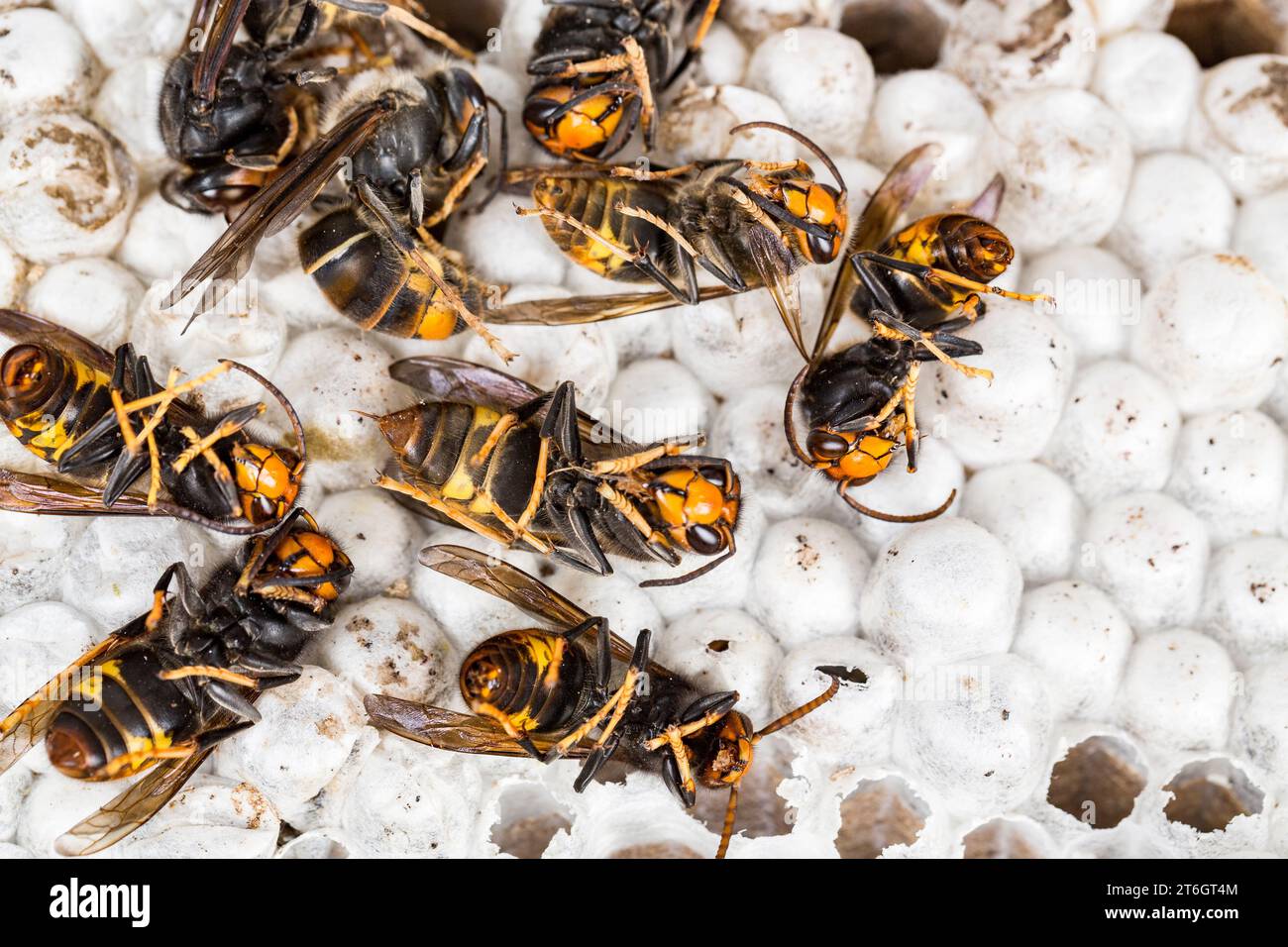 Close up of dead asian hornet wasp on nest honeycombed insect macro ...