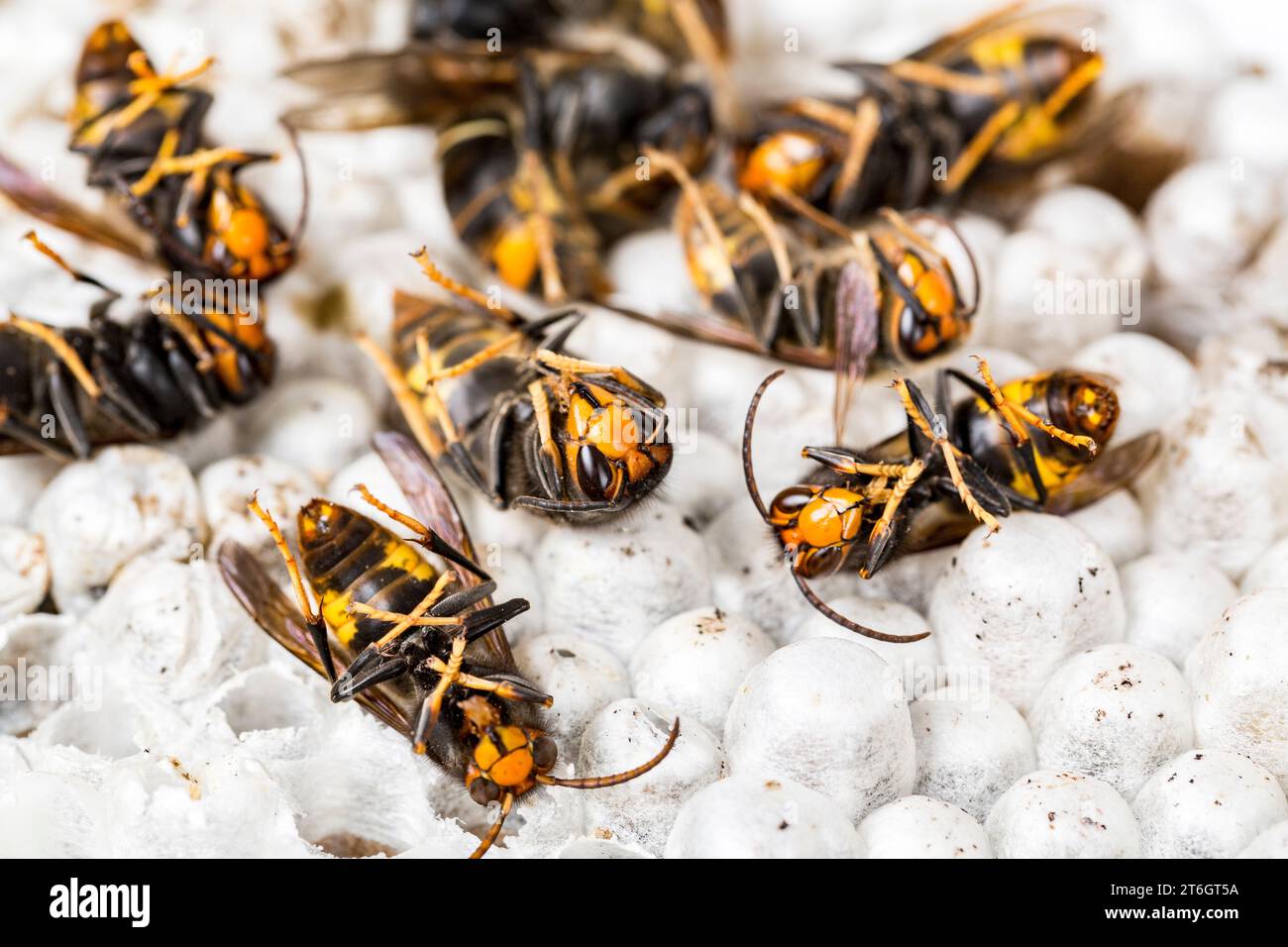 Close up of dead asian hornet wasp on nest honeycombed insect macro ...