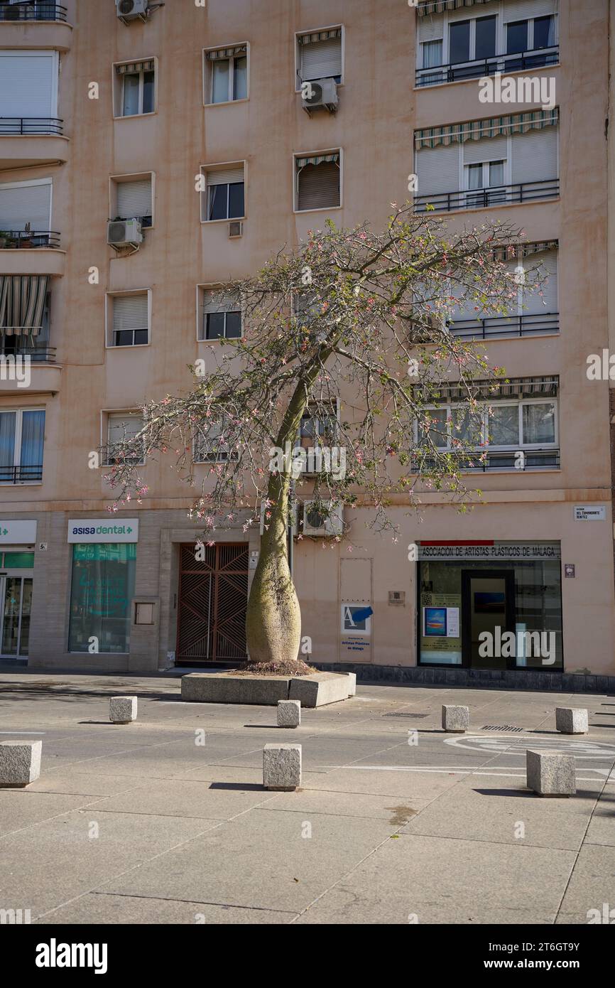 Big floss silk tree, ceiba chodatii, in park in Malaga. Andalusia ...
