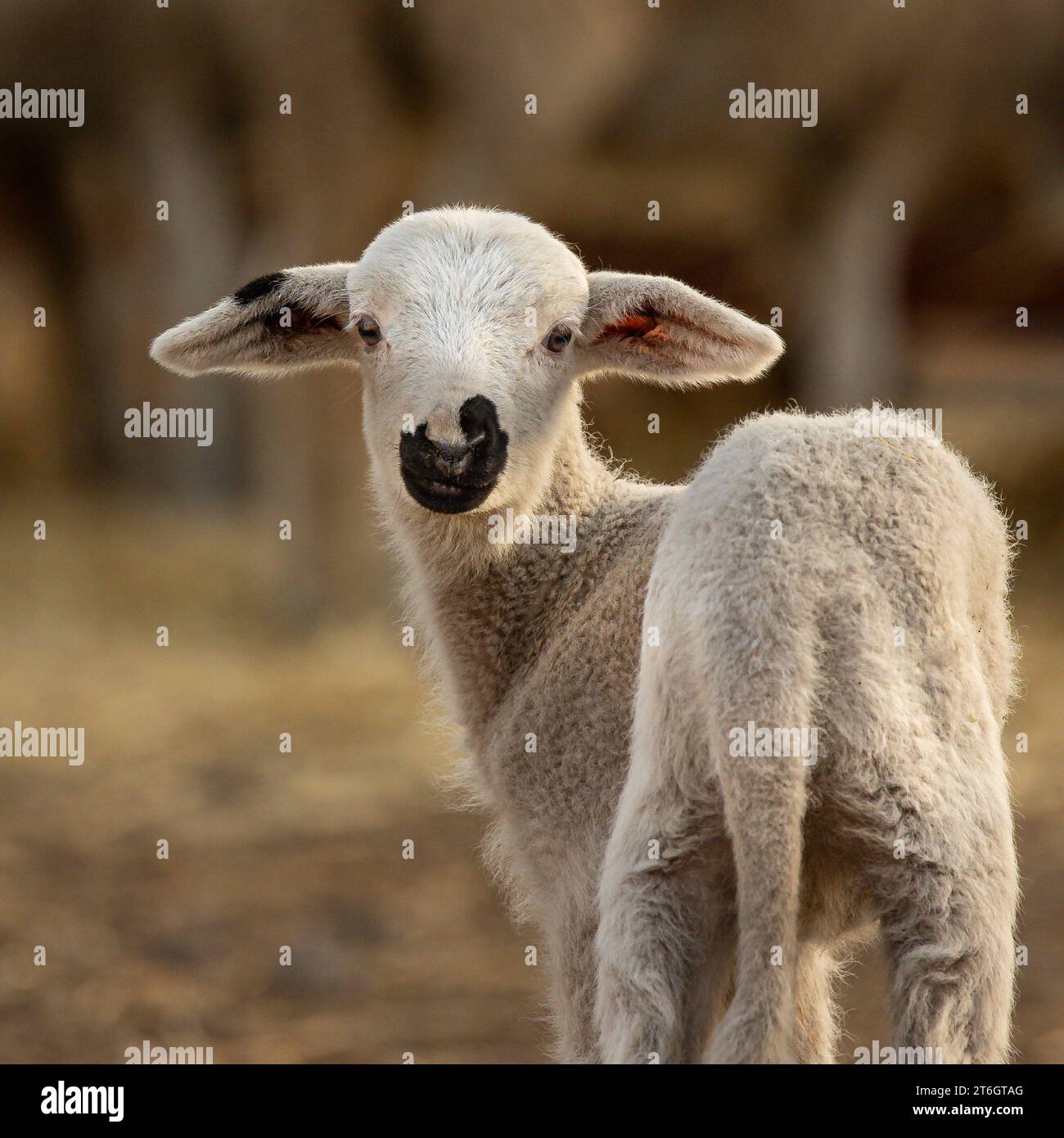 Moroccan lamb hi-res stock photography and images - Alamy