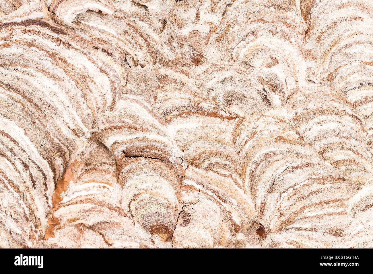 Close up of asian hornet wasp part of top nest insect macro studio ...