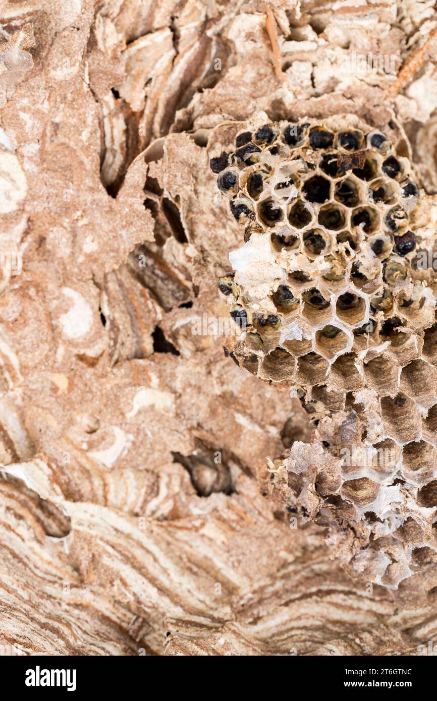 Close up of asian hornet wasp nest honeycombed insect macro with larva ...