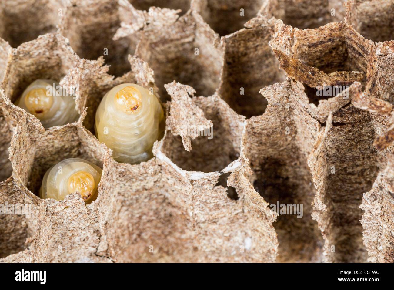 Close up of asian hornet wasp nest honeycombed insect macro with larva ...