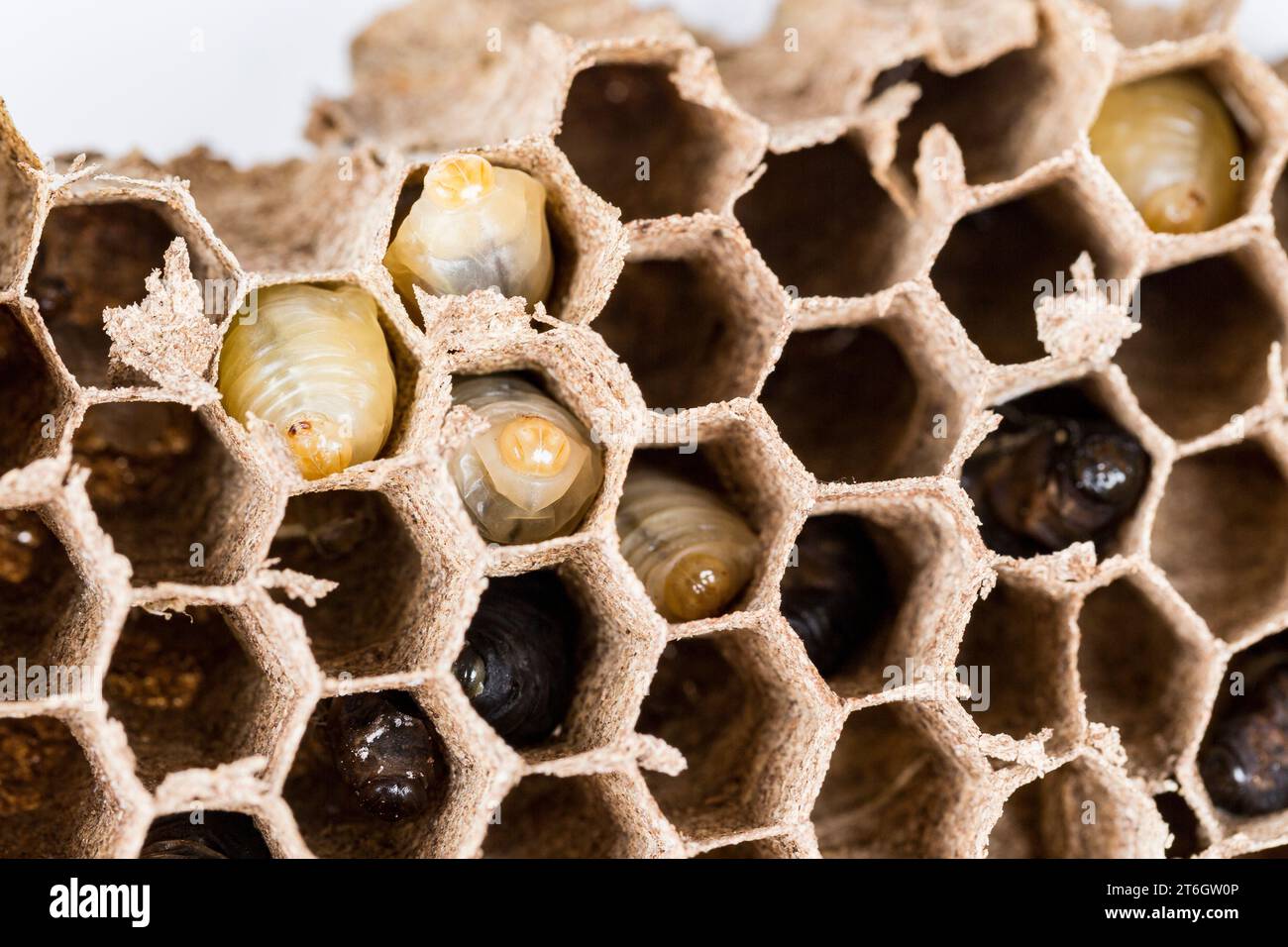 Close up of asian hornet wasp nest honeycombed insect macro with larva ...