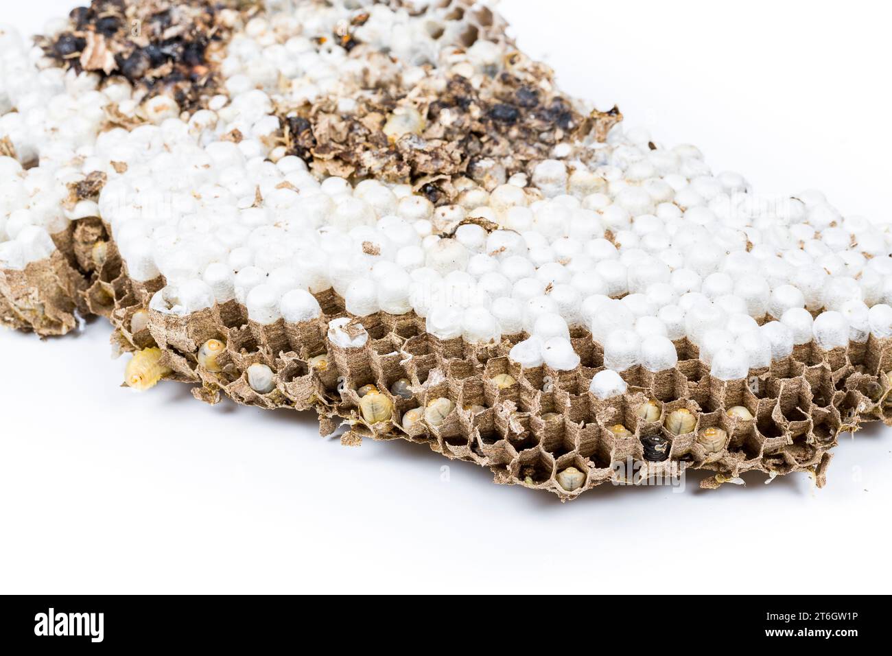 Close up of asian hornet wasp nest honeycombed insect macro with larva ...