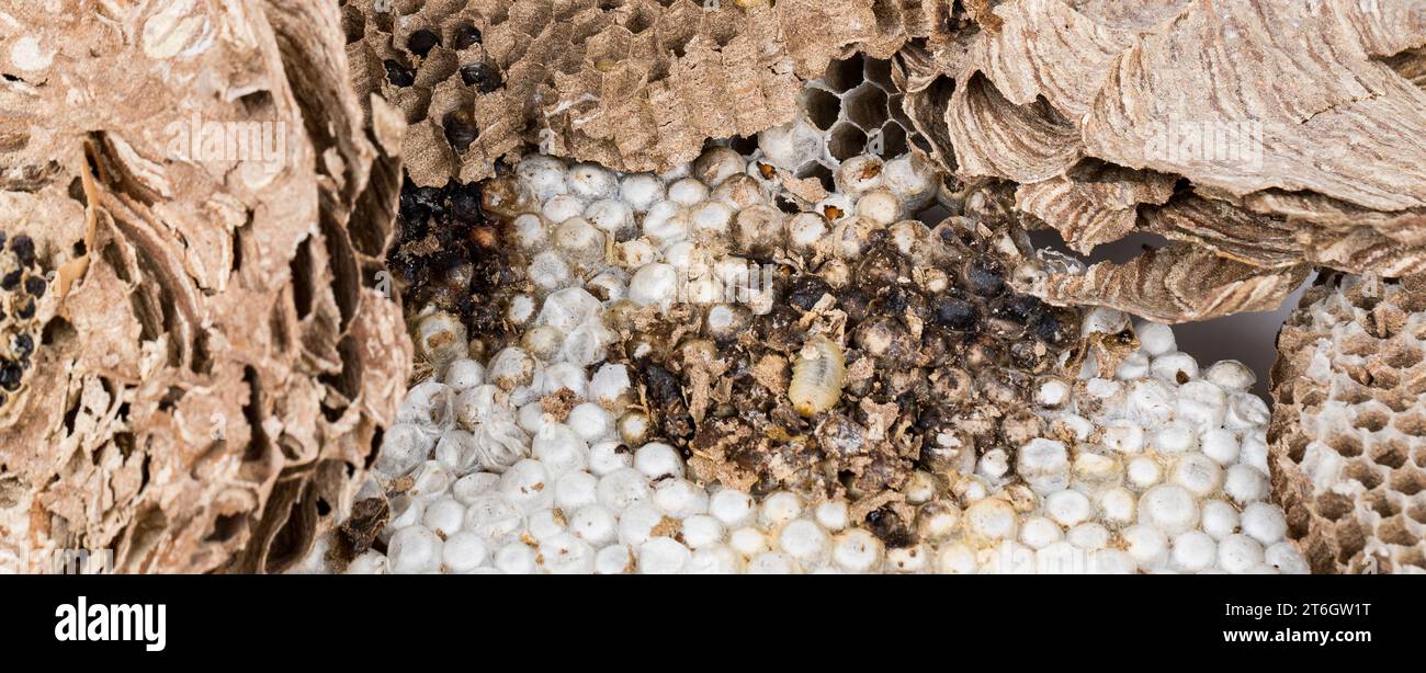 Close up of asian hornet wasp nest honeycombed insect macro with larva ...