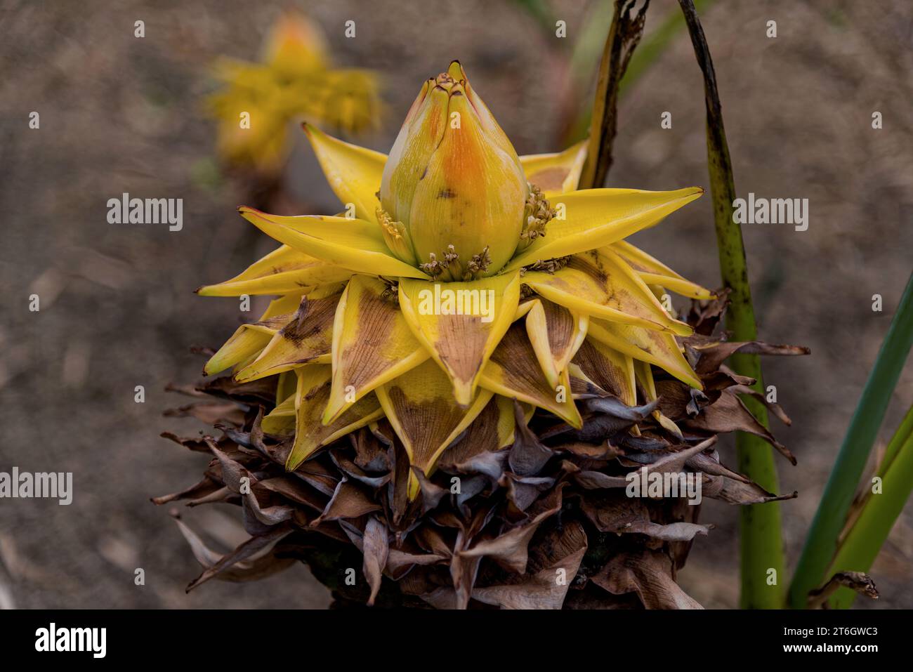 Monocotyledones vivaces hi-res stock photography and images - Alamy