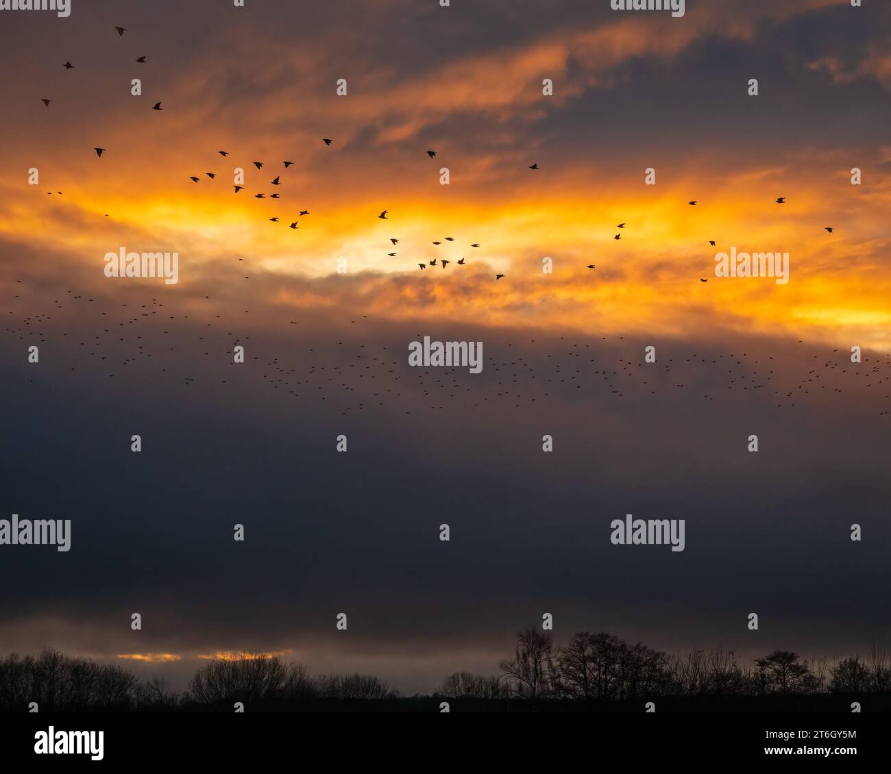 An evening starling murmuration at RSPB Ham Wall Nature Reserve on he ...
