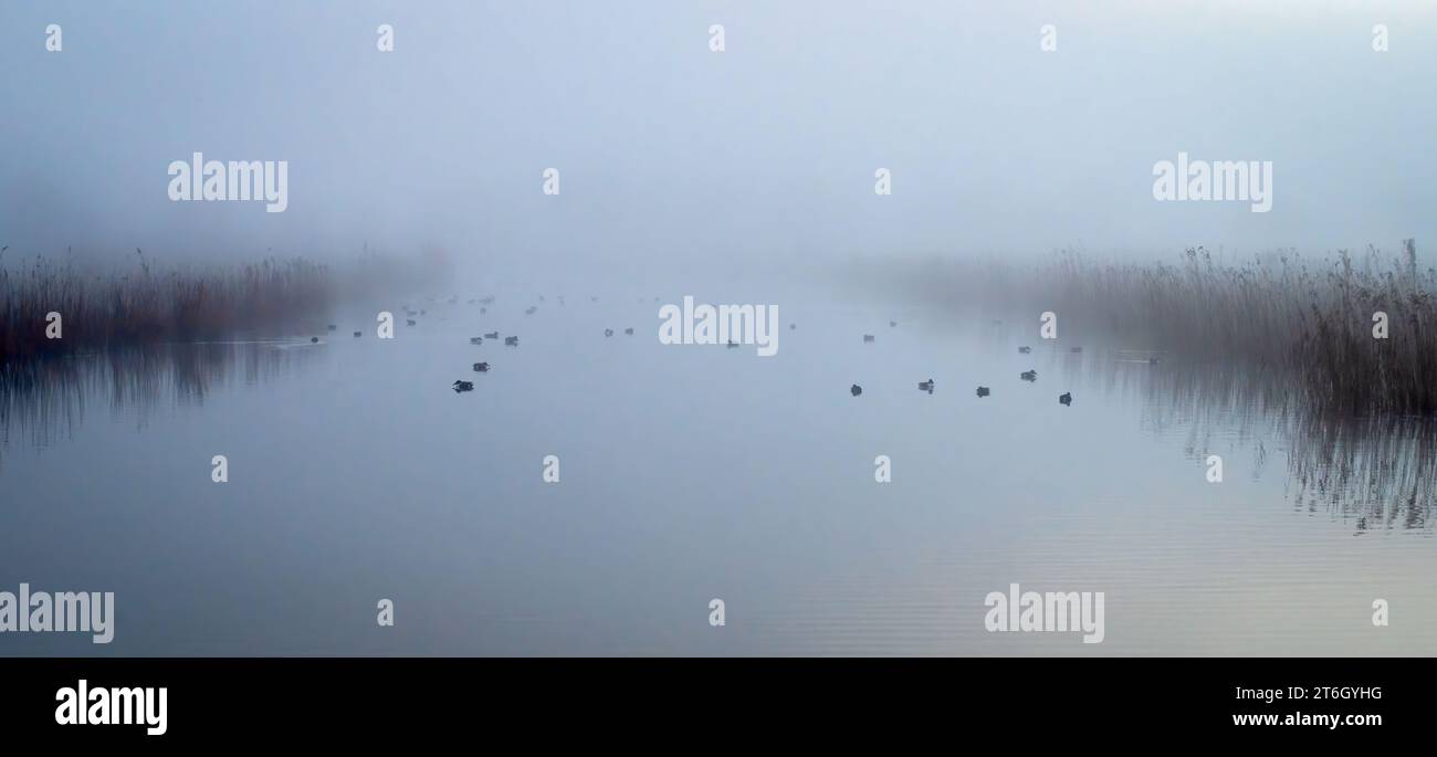 A misty start to the day over the lakes and reed beds at RSPB Ham Wall ...