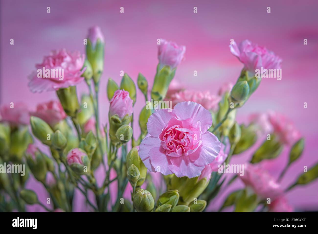 A beautiful display of Pinks Stock Photo - Alamy