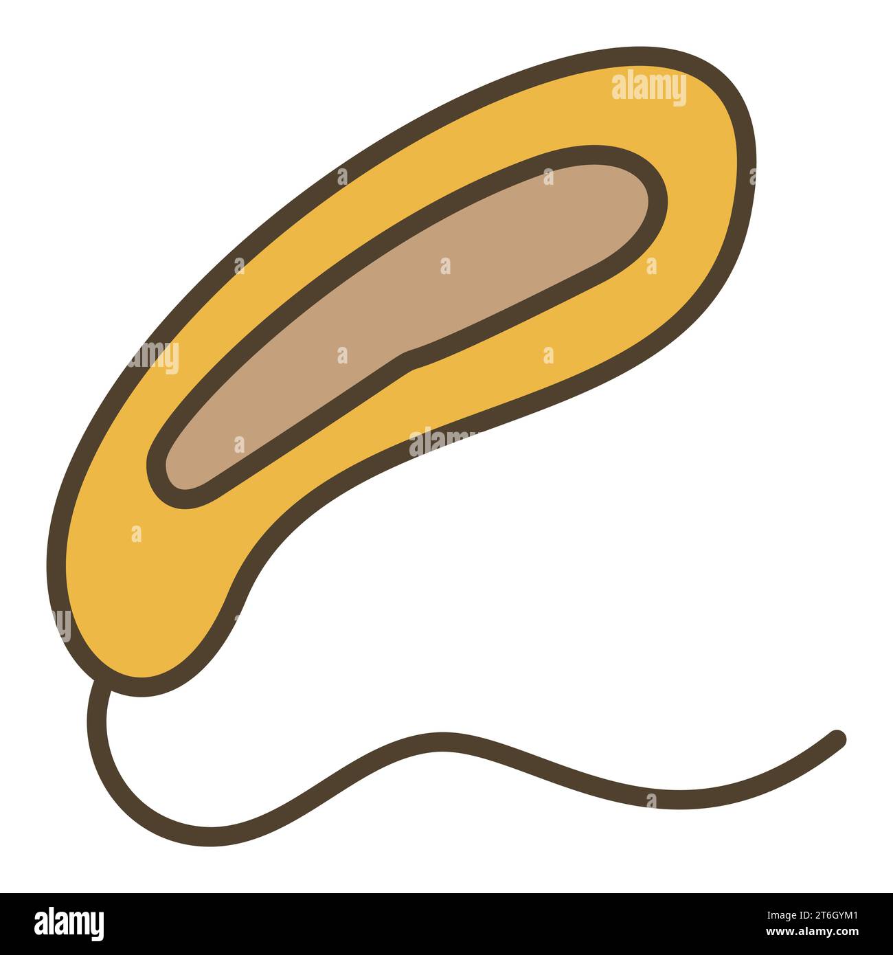 Prokaryote Bacteria Vector Concept Colored Icon Or Design Element Stock Vector Image And Art Alamy