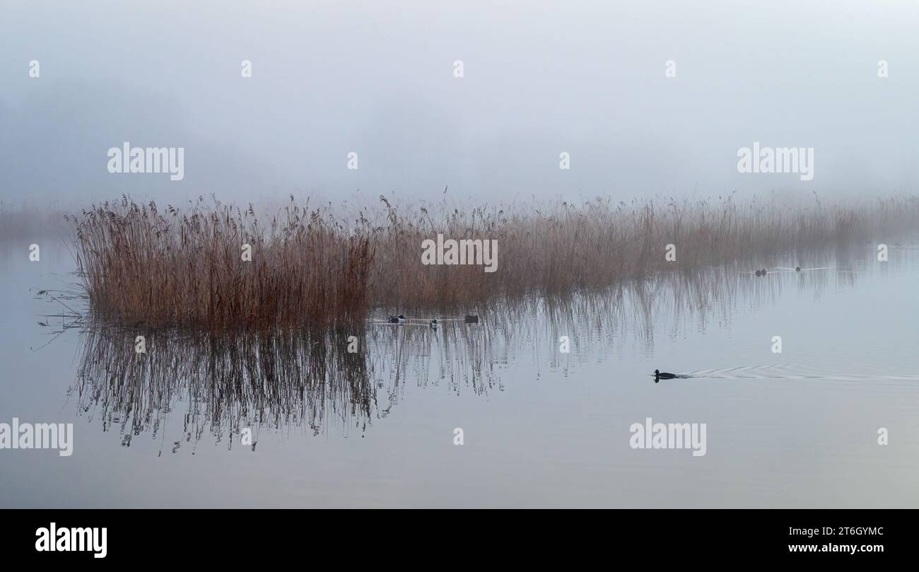 A misty start to the day over the lakes and reed beds at RSPB Ham Wall ...