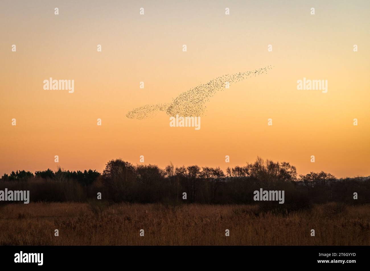An evening starling murmuration at RSPB Ham Wall Nature Reserve on he ...