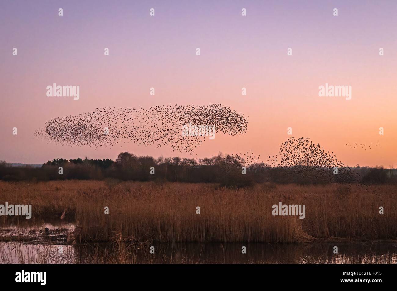 An evening starling murmuration at RSPB Ham Wall Nature Reserve on he ...