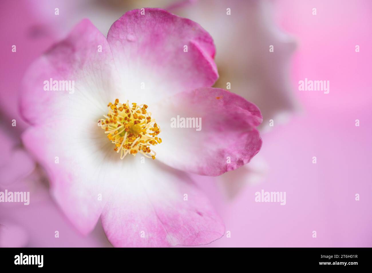Ballerina rose hi-res stock photography and images - Alamy