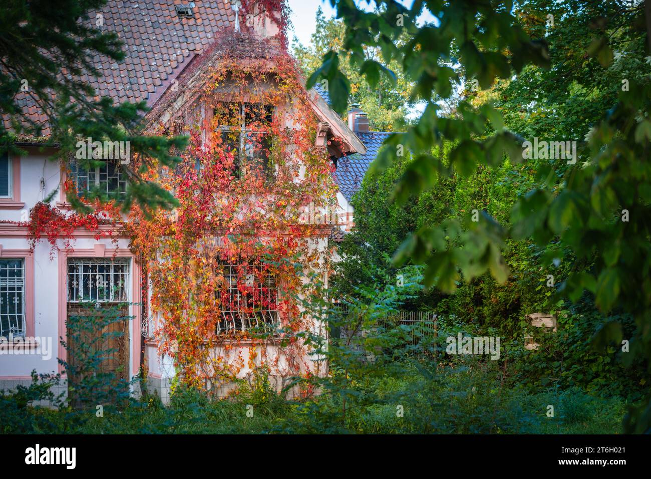 Tree growing through roof hi-res stock photography and images - Alamy