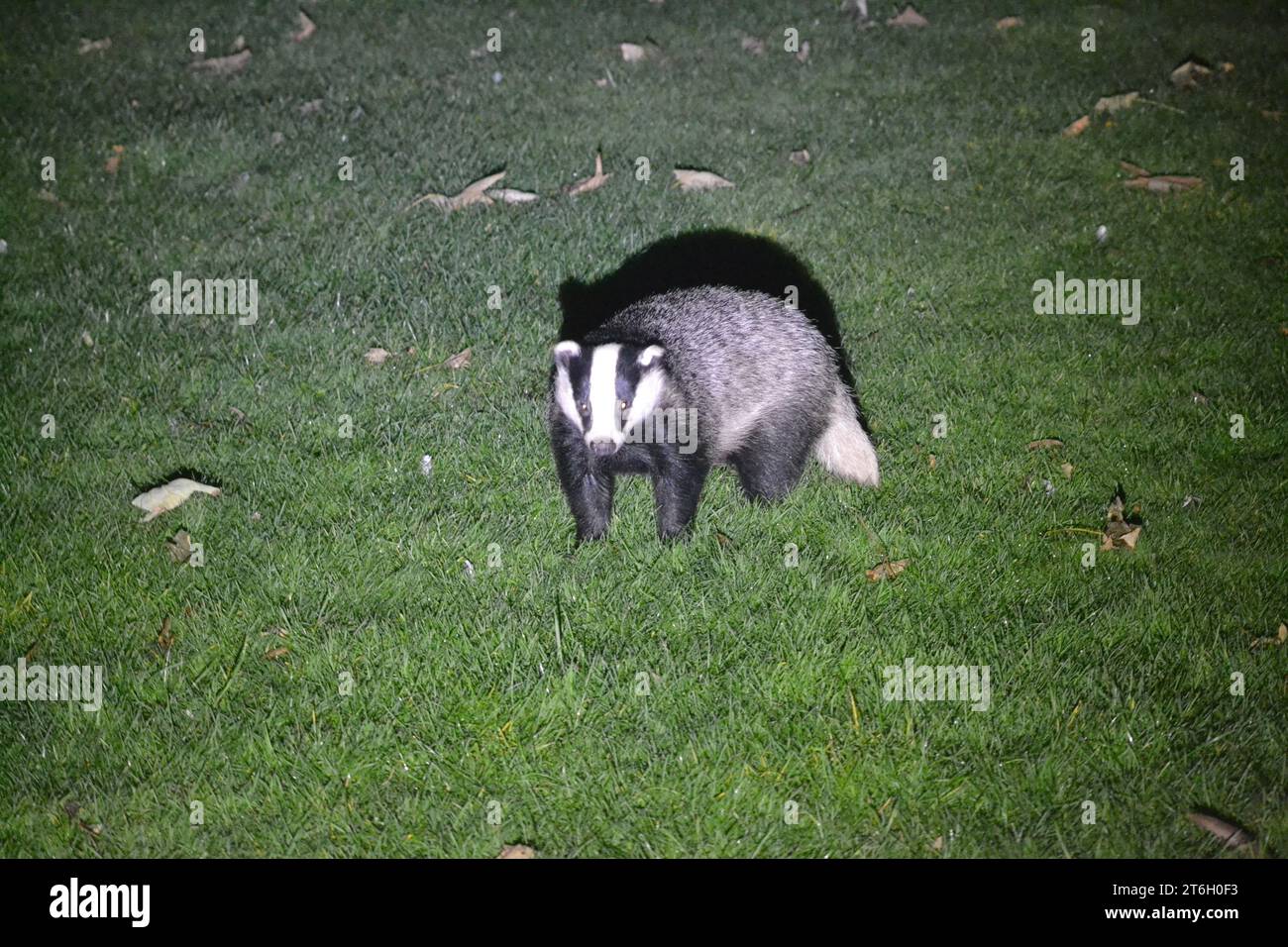 Wild European Badger Visiting An Urban Back Garden In The UK - Meles ...
