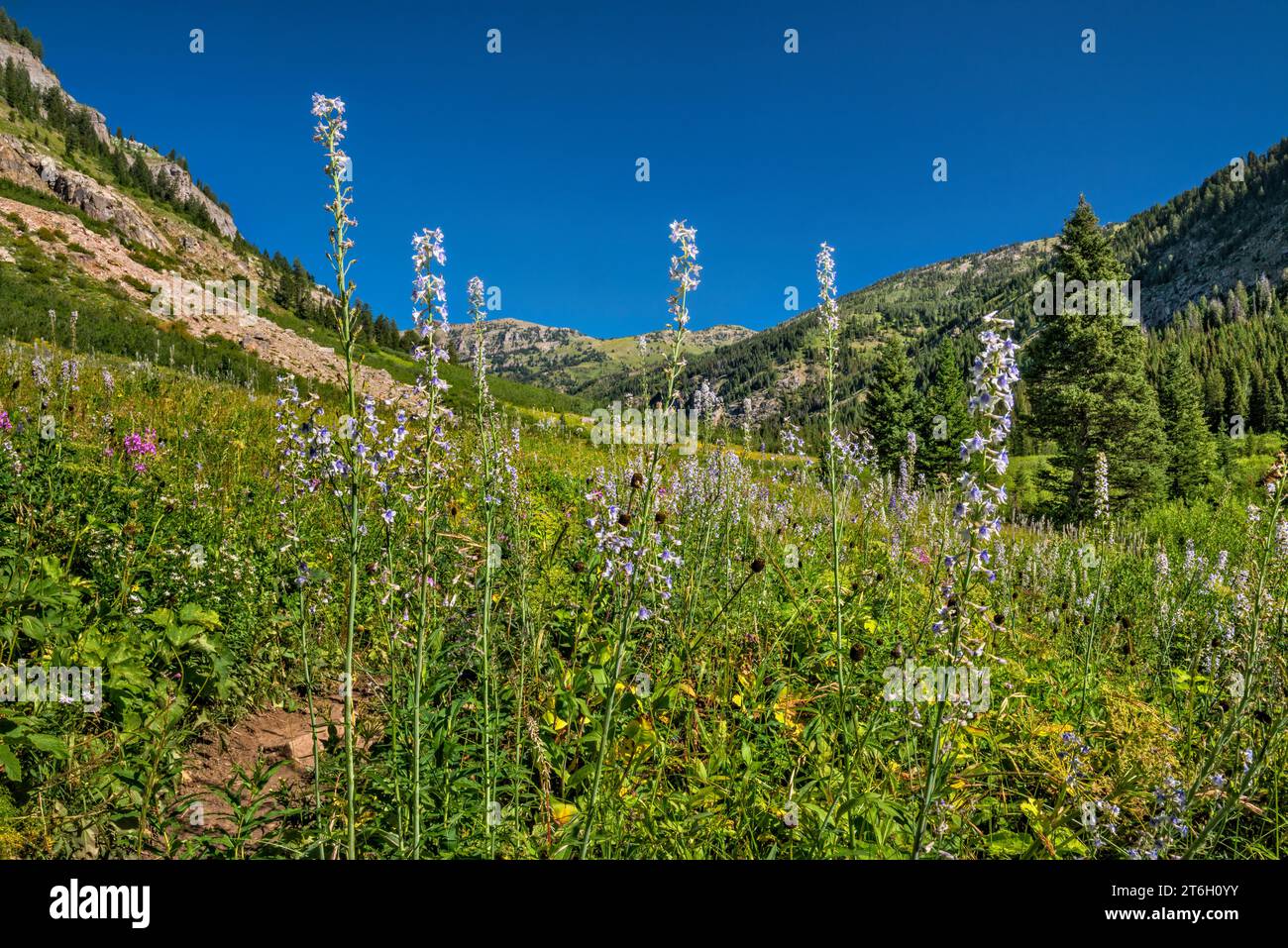 Tall western larkspur hi-res stock photography and images - Alamy