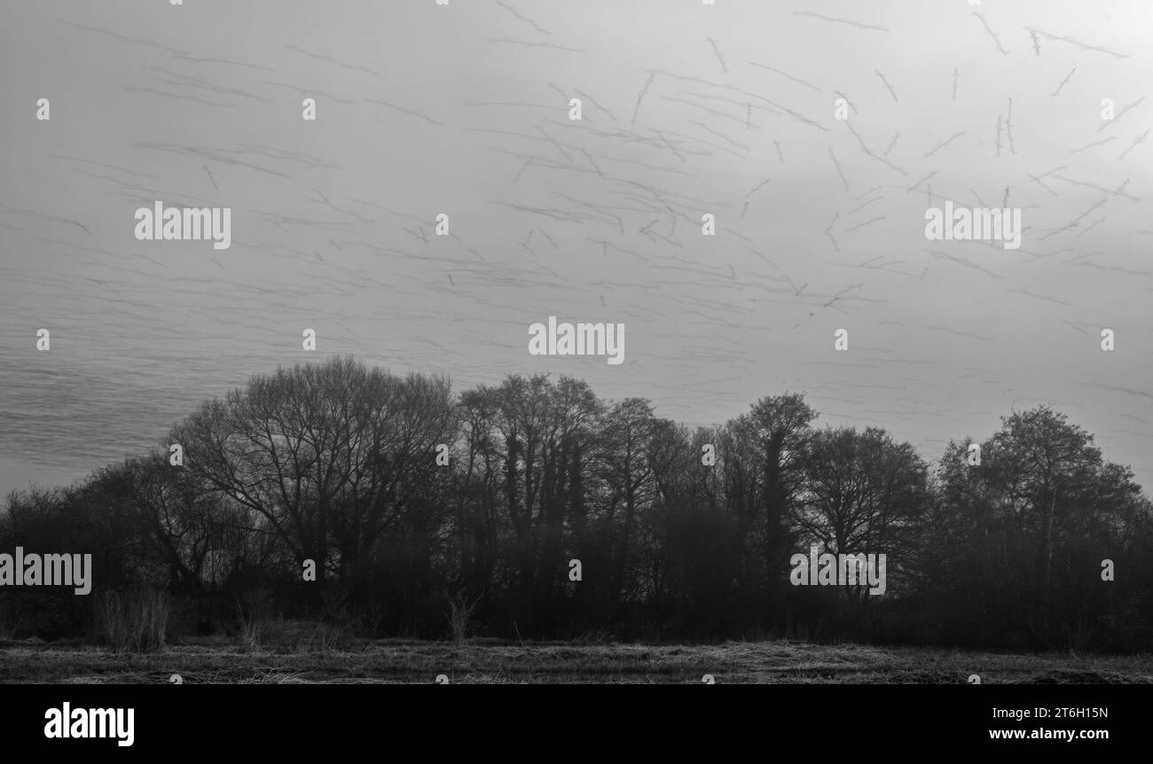 An early morning, long exposure picture of starlings taking off at Ham ...