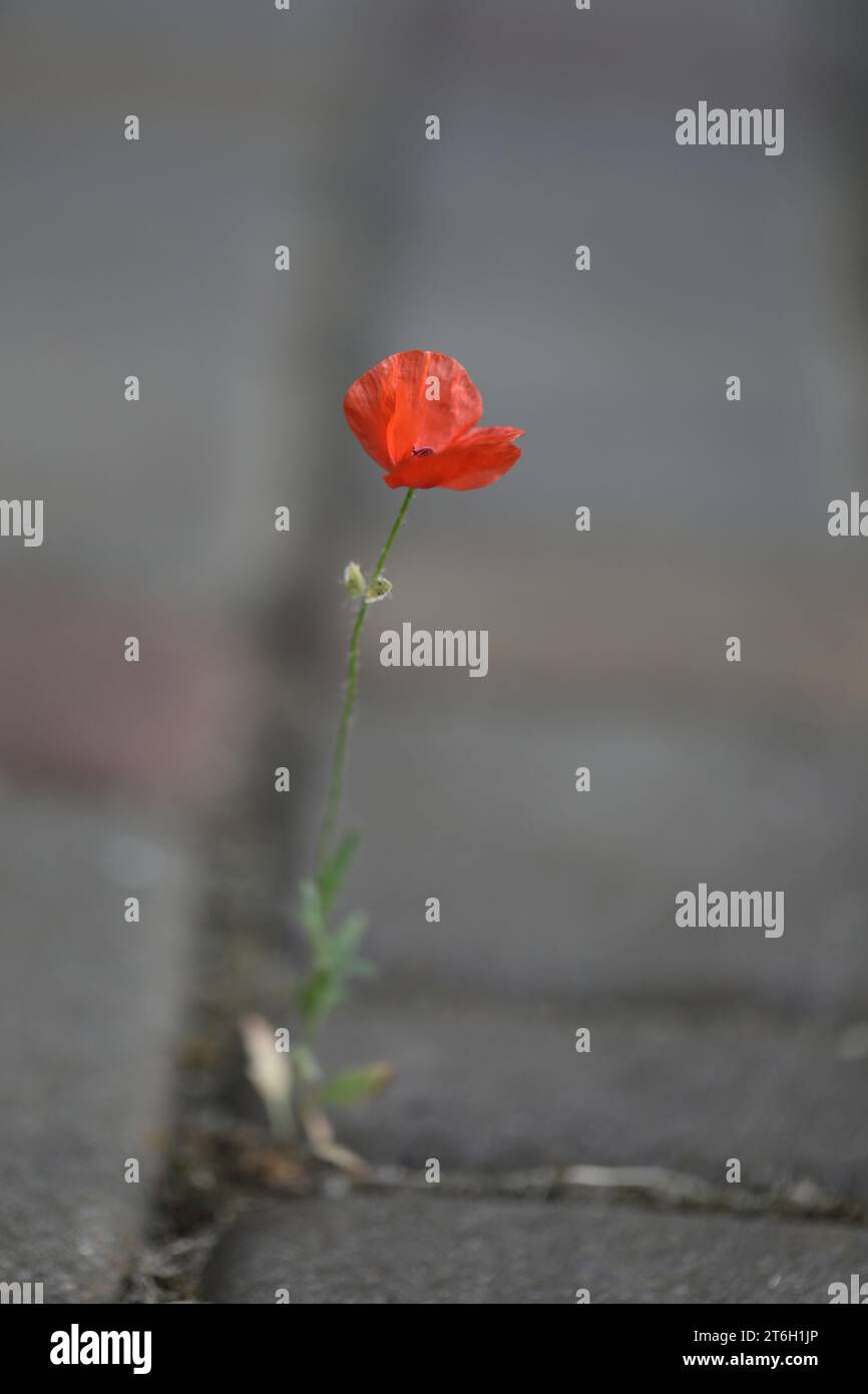 Small lonesome red poppy isolate on paving stones Stock Photo - Alamy