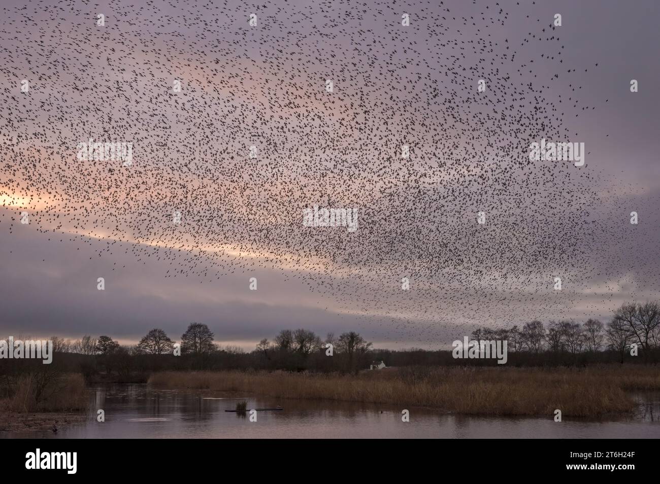An evening starling murmuration at RSPB Ham Wall Nature Reserve on he ...