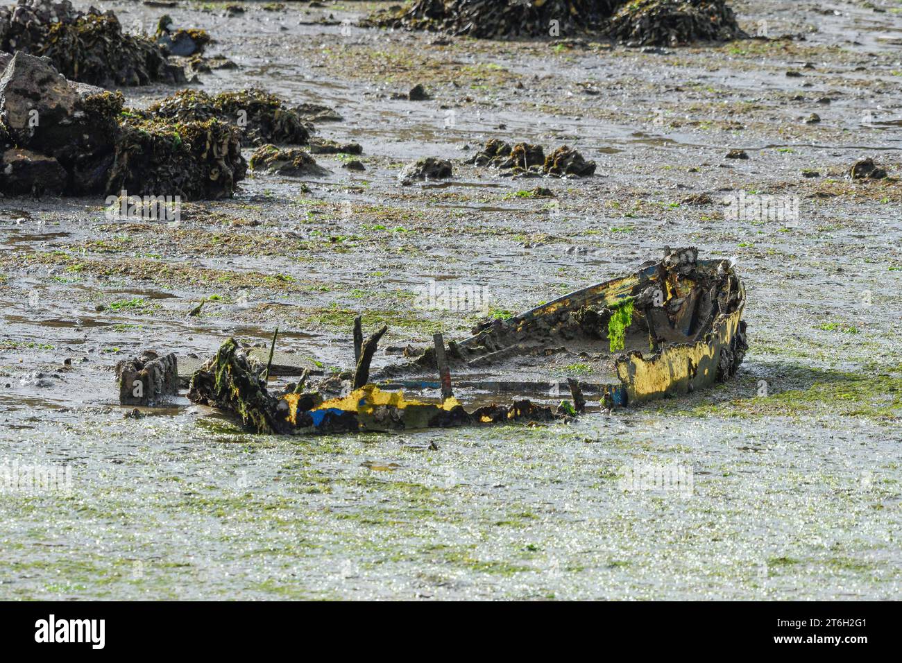 Remains of a boat sunk in the mud of the marsh Stock Photo - Alamy