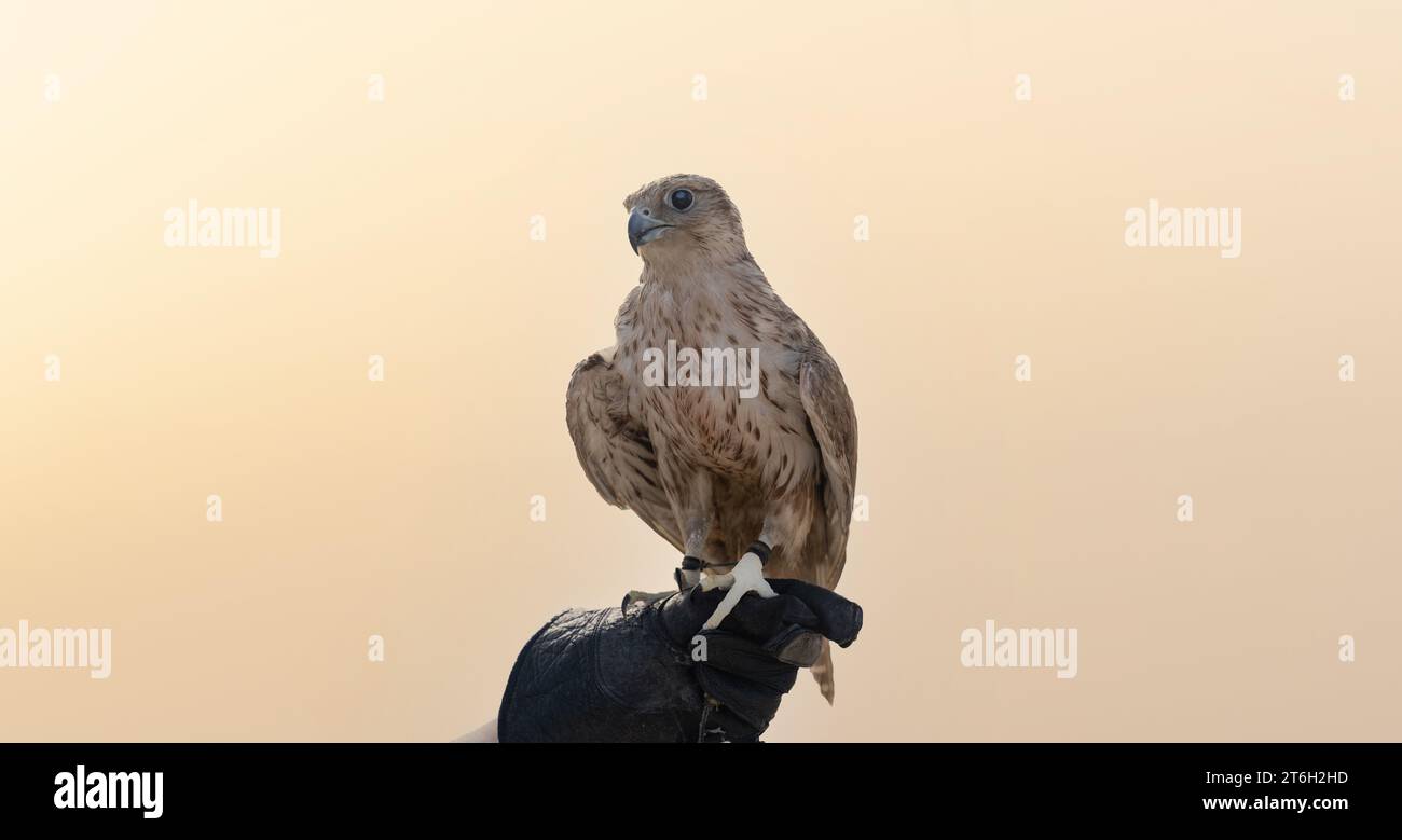 Falcon train hi-res stock photography and images - Alamy