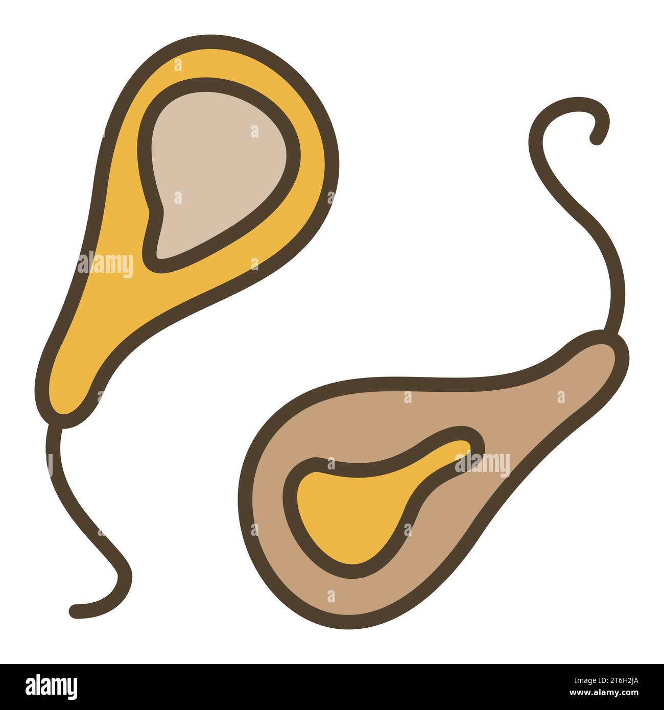 Prokaryote Pair vector Bacterium concept colored icon or symbol Stock ...