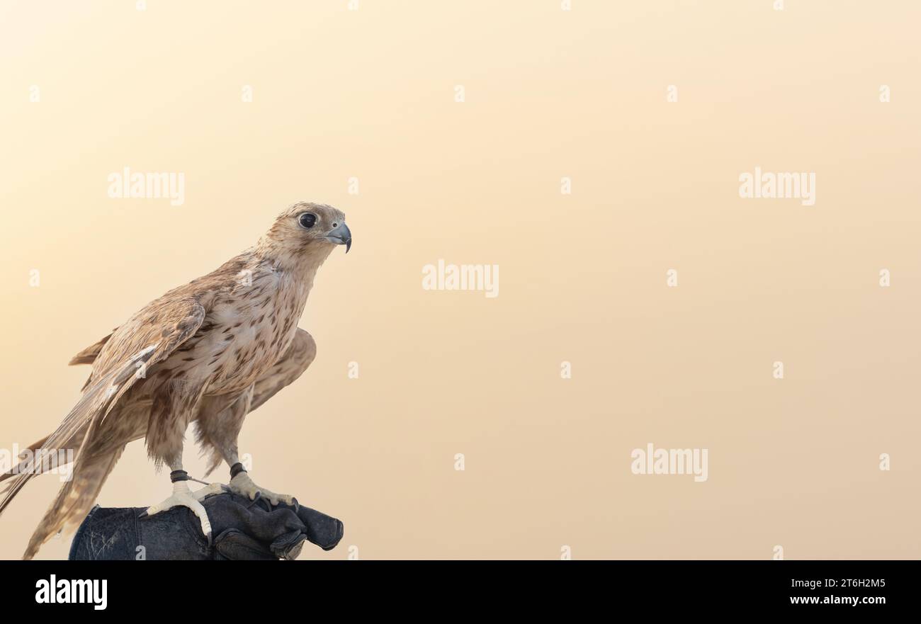 man holding White and Beige Falcon with a leather glove.Falconry is the ...