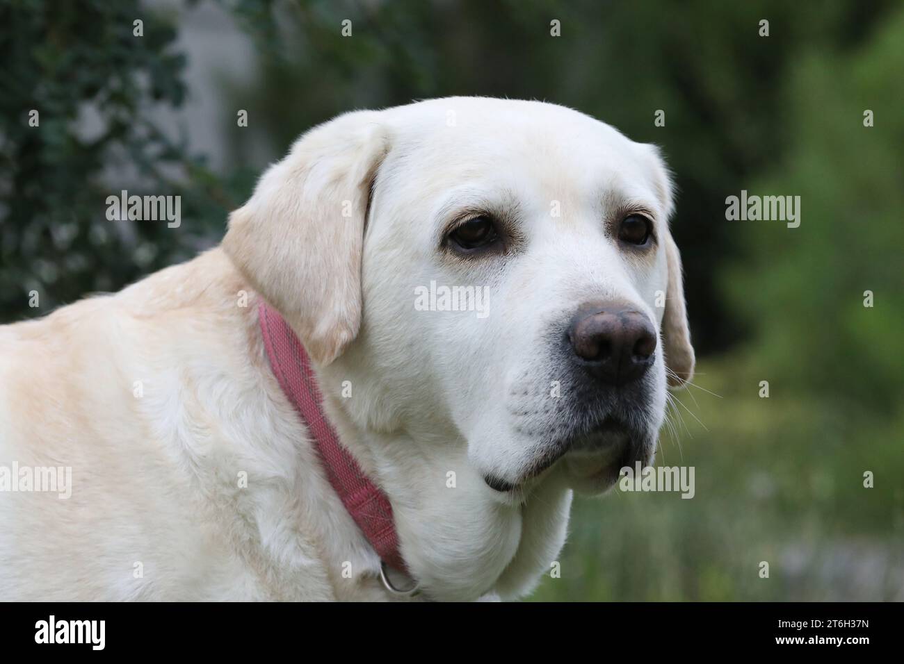 Portraite of cute old labrador retriever dog outdoor. Dog in summer ...