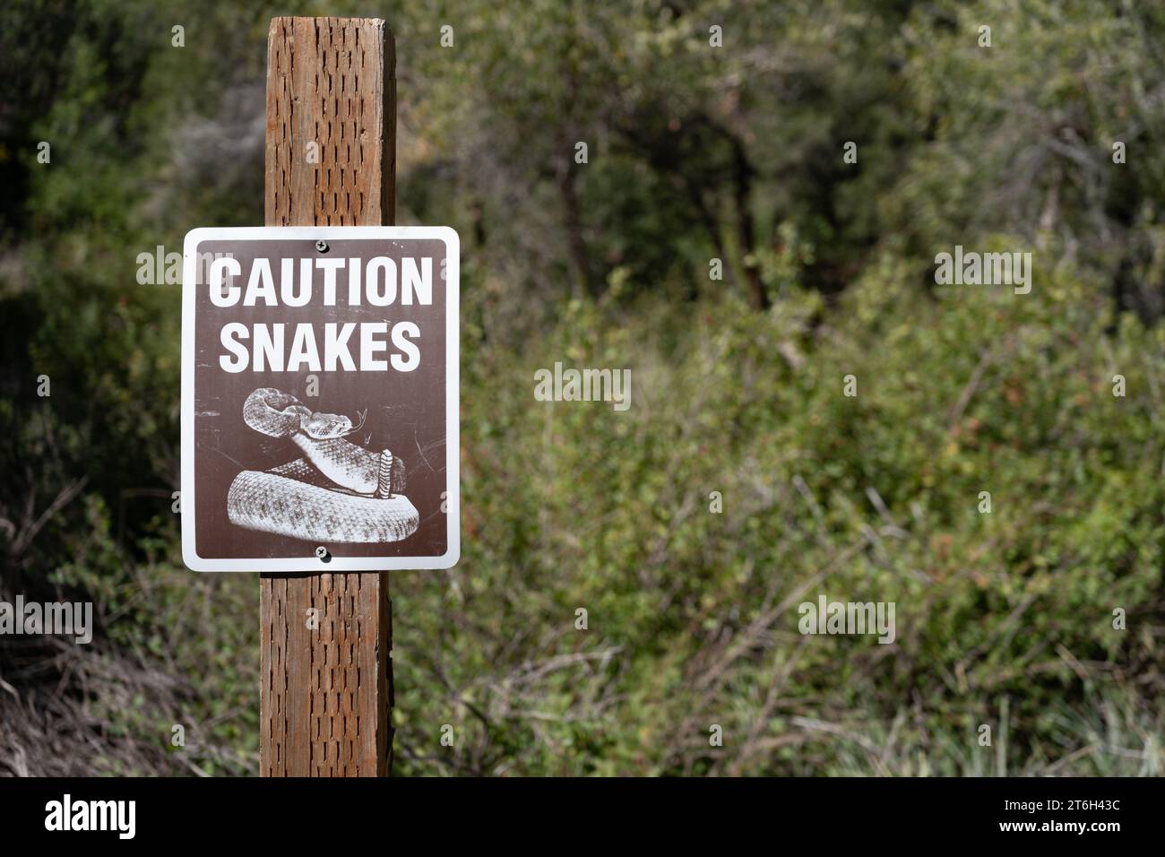 Attention wild snake hi-res stock photography and images - Alamy