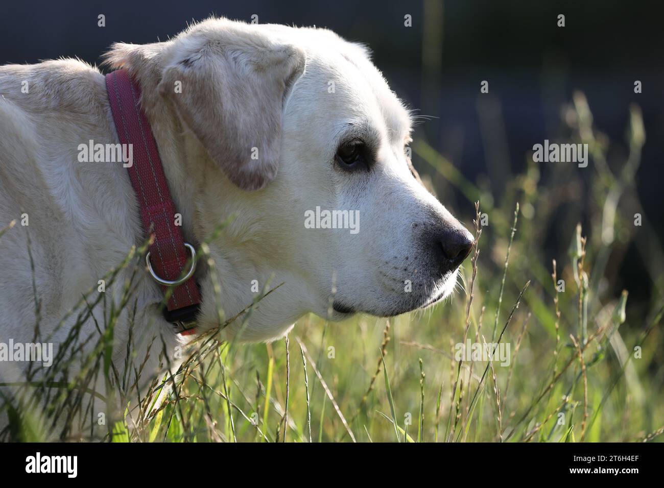 Portraite of cute old labrador retriever dog outdoor. Dog in summer ...