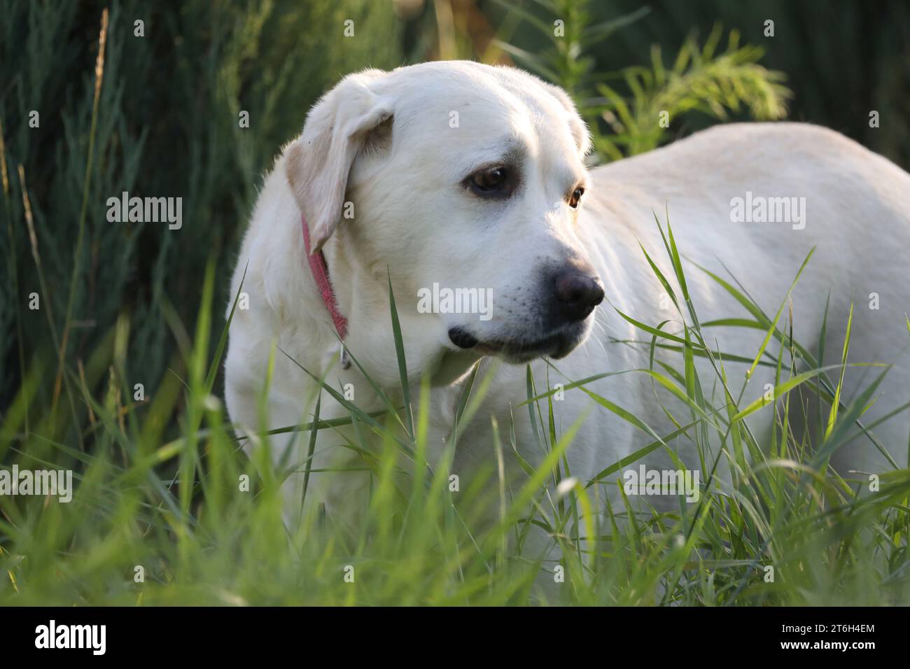 Portraite of cute old labrador retriever dog outdoor. Dog in summer ...